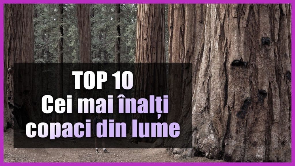 TOP 10 cei mai înalți copaci din lume - dimensiunile lor sunt uimitoare ...